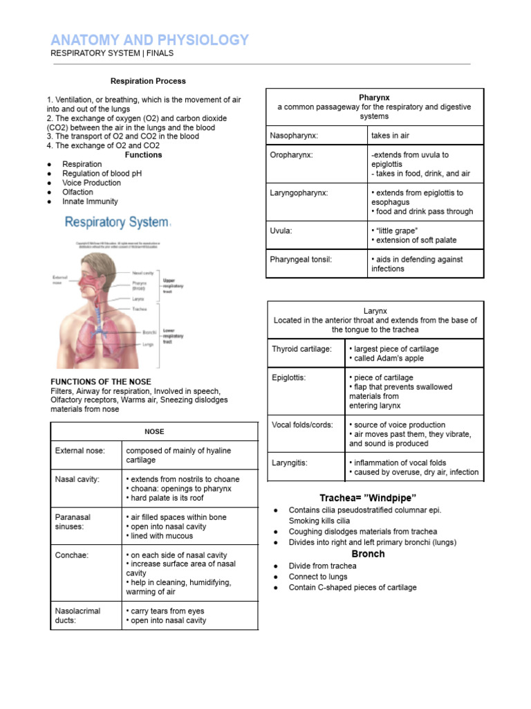 Respiratory | PDF | Respiratory Tract | Lung