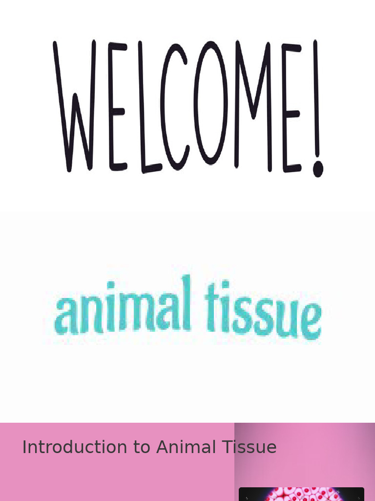 Introduction To Animal Tissue | PDF | Epithelium | Tissue (Biology)