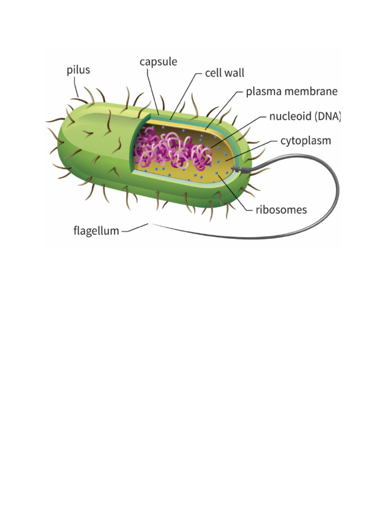 Bacterial Cell | PDF