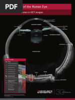 Brain Bee Study Questions | PDF | Stimulus (Physiology) | Neurotransmitter