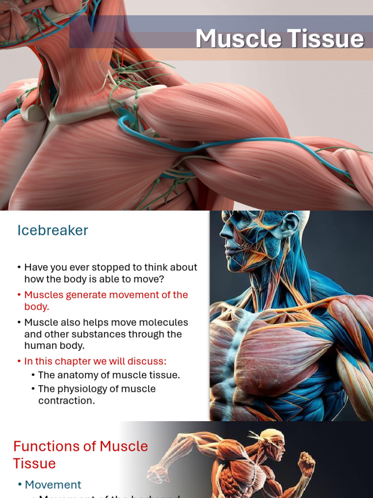 11 - Muscle Tissue | PDF | Muscle Contraction | Neuromuscular Junction