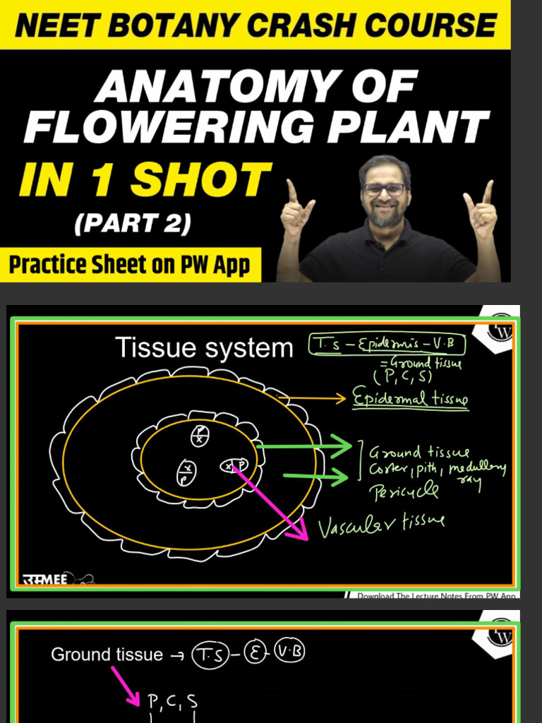 Anatomy of Flowering Plants (Part 2) - Lect Notes | PDF