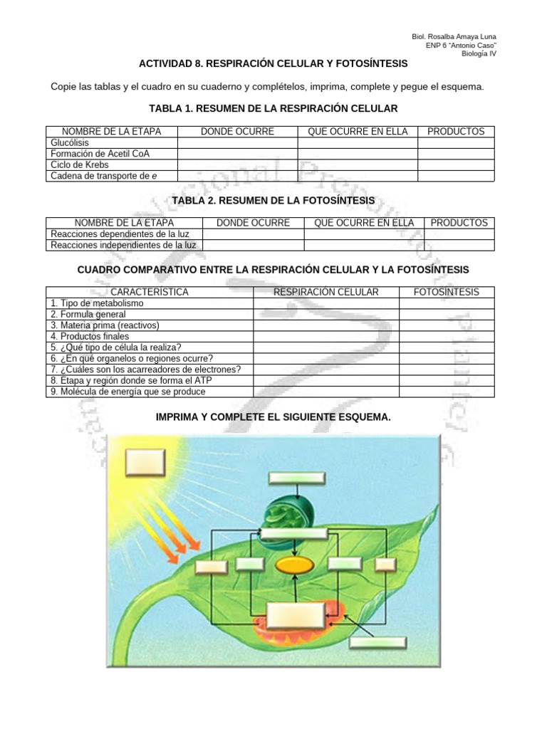 ACTIVIDAD 8. RespiraciÃ N Celular y Fotosã Ntesis 2 | PDF