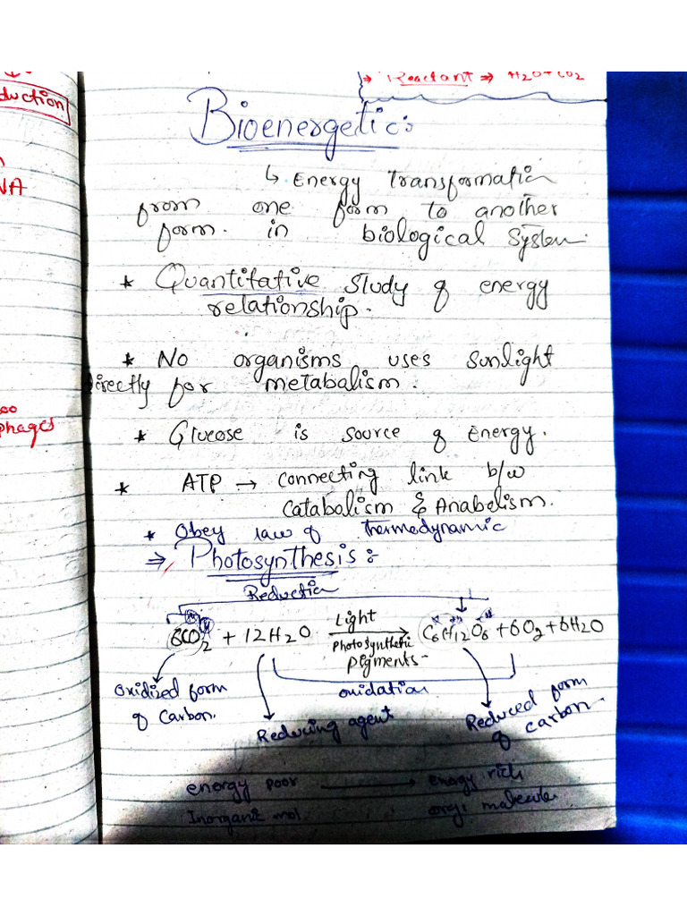 Bioenergetic Complete Chapter Notes For NMDCAT | PDF