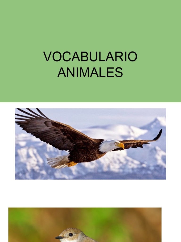 Vocabulario Animales | PDF