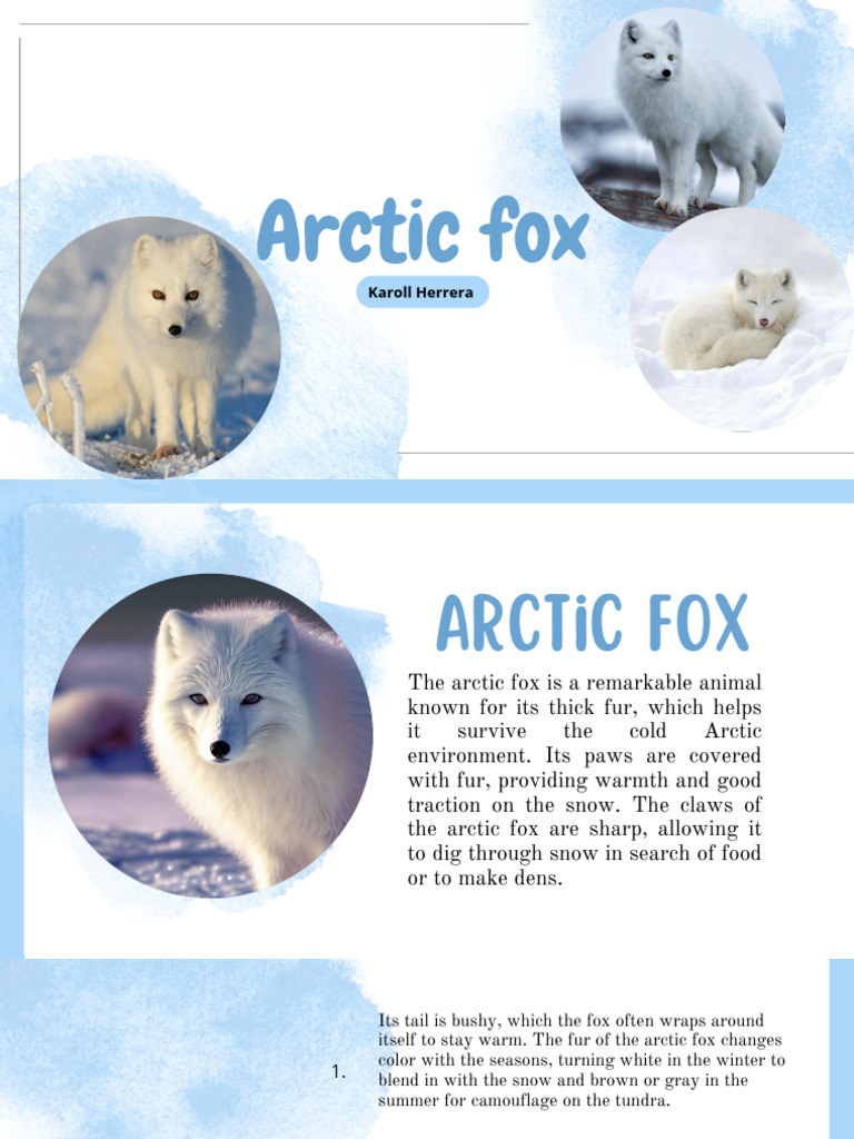 Arctic Fox | PDF