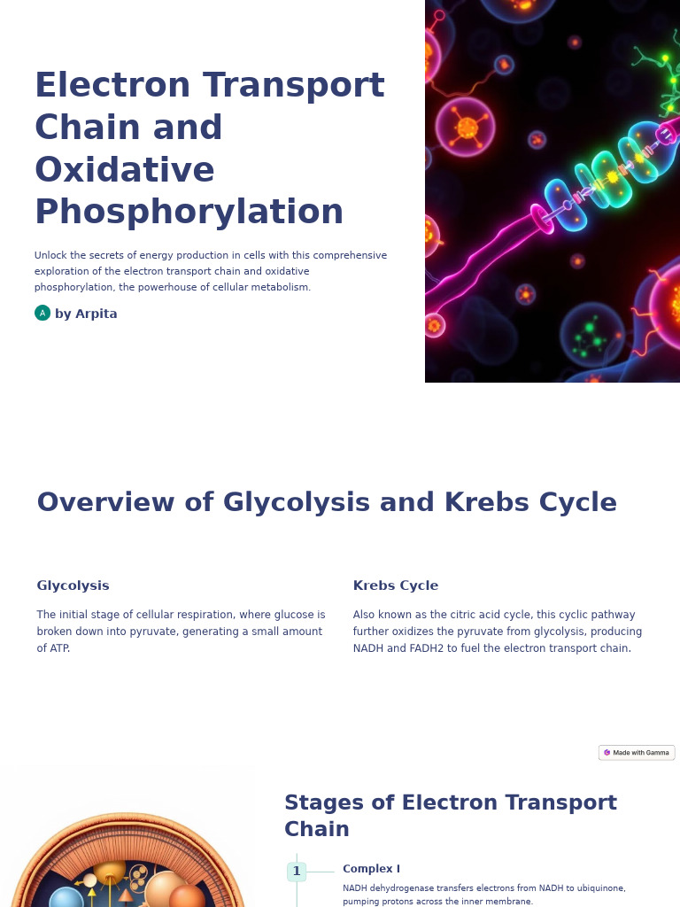 Electron Transport Chain & ATP Synthesis | PDF | Electron Transport ...