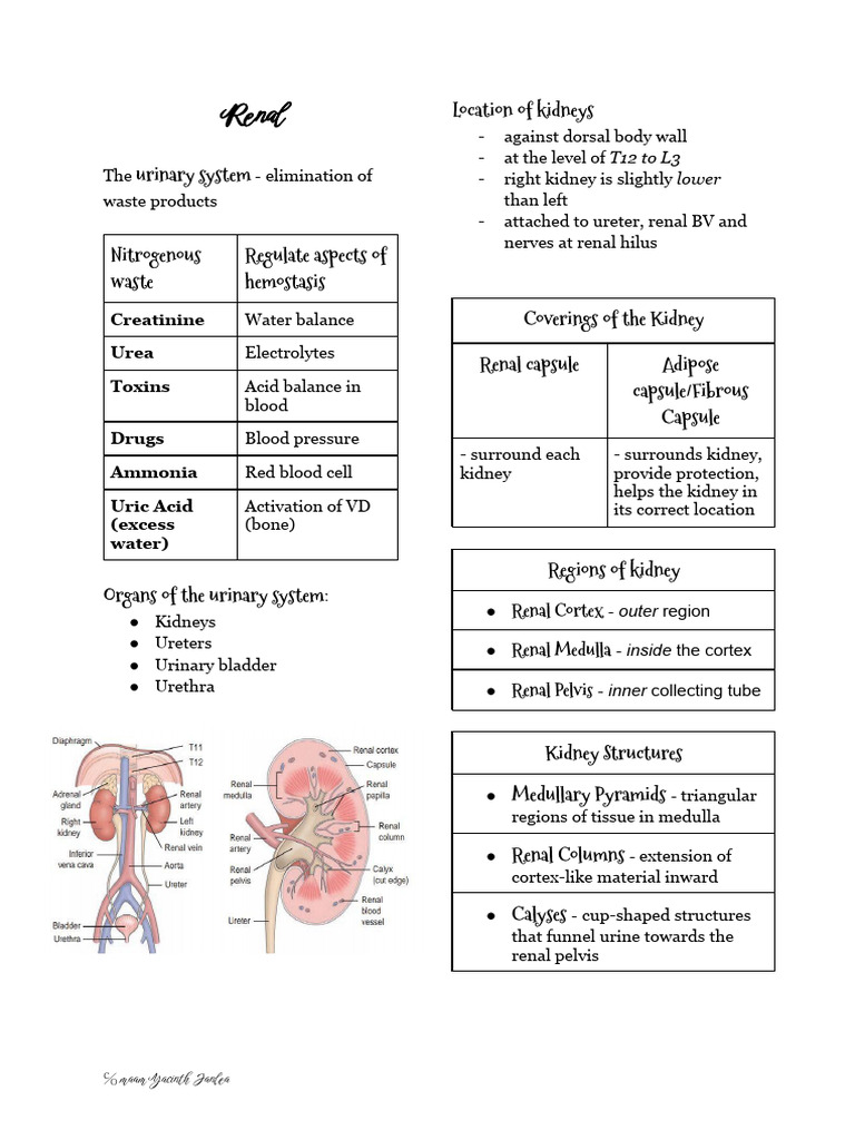 Renal Notes From Senior - Print (1 Copy) | PDF | Kidney | Abdomen