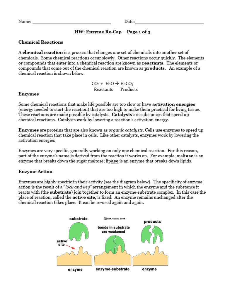 Ethan Lim - HW 2 Enzyme ReCap | PDF | Enzyme | Chemical Reactions