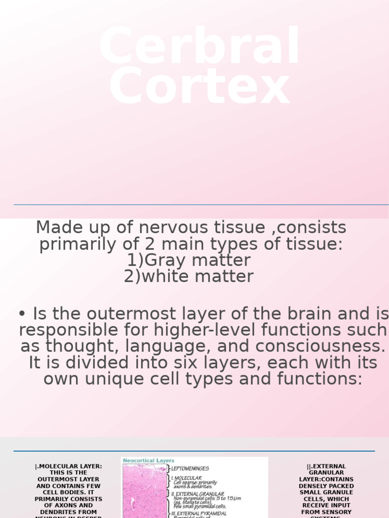 Cerbral Cortex | PDF