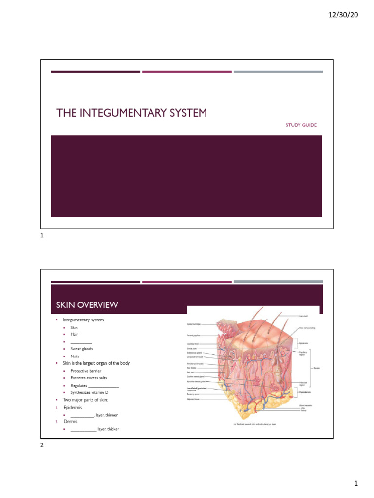 study-guide-03 | PDF | Skin | Integumentary System