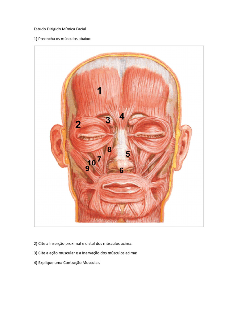 Músculos da Mímica Facial: Estudo Dirigido | PDF | Esportes e Recreação