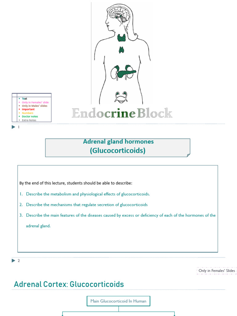 Adrenal Gland Hormones (Glucocorticoids) | PDF | Cortisol | Adrenocorticotropic Hormone