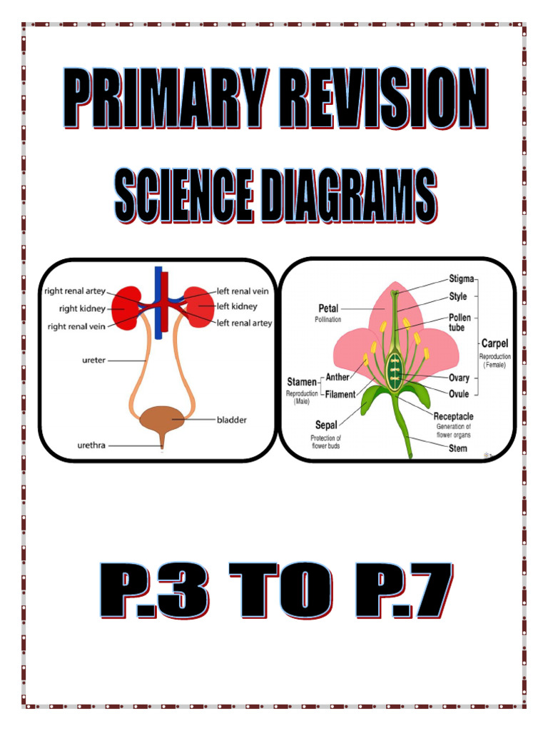 Science Diagrams and Functions Explained | PDF | Heart | Respiratory System