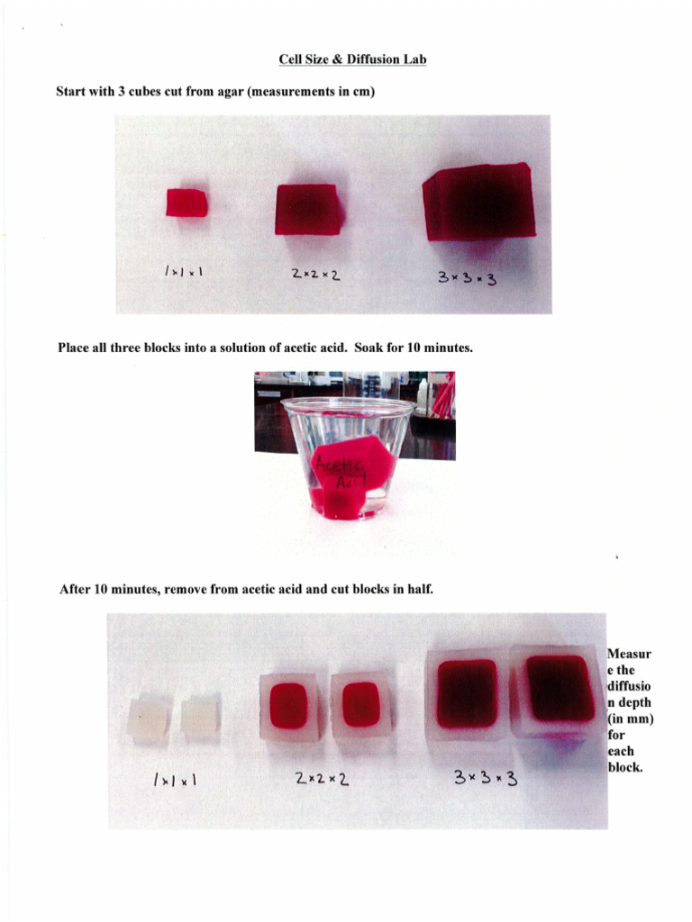 Cell Size and Diffusion | PDF