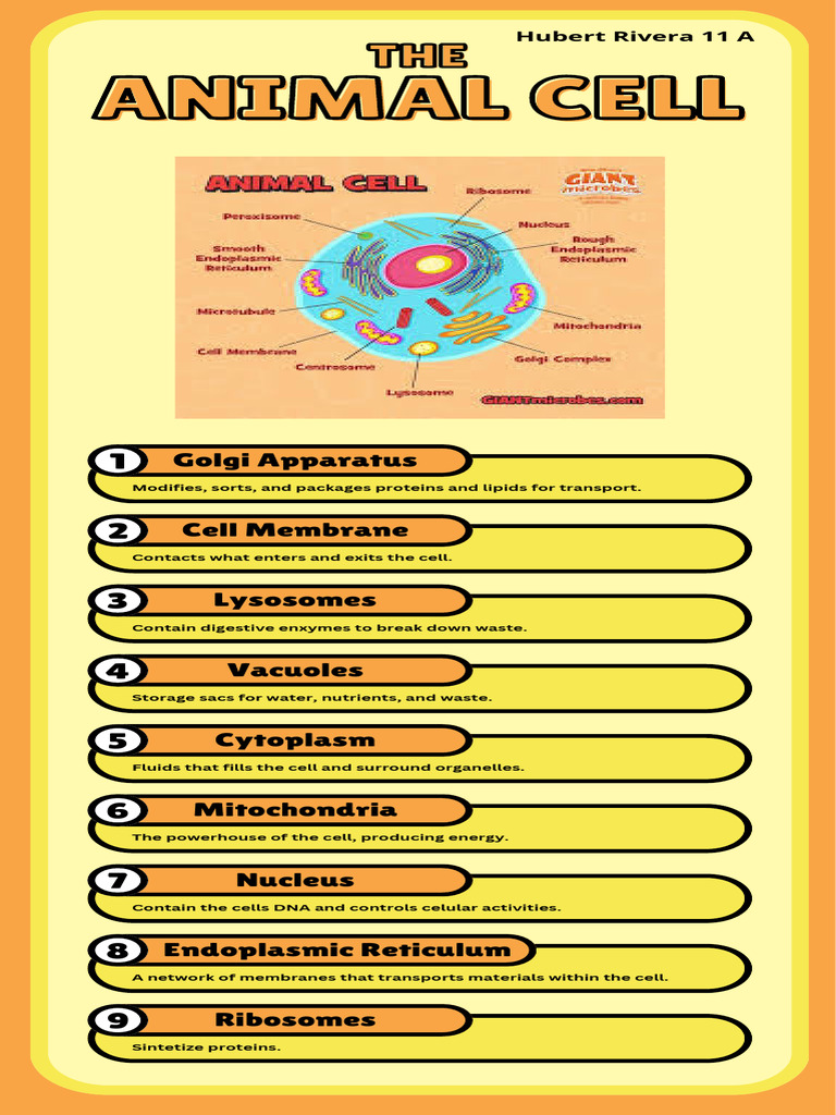 Cell Structure | PDF