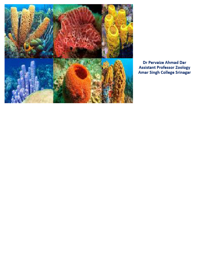 Porifera | PDF | Sponge