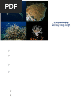 Animal Kingdom Flow Chart | PDF | Biology | Zoology