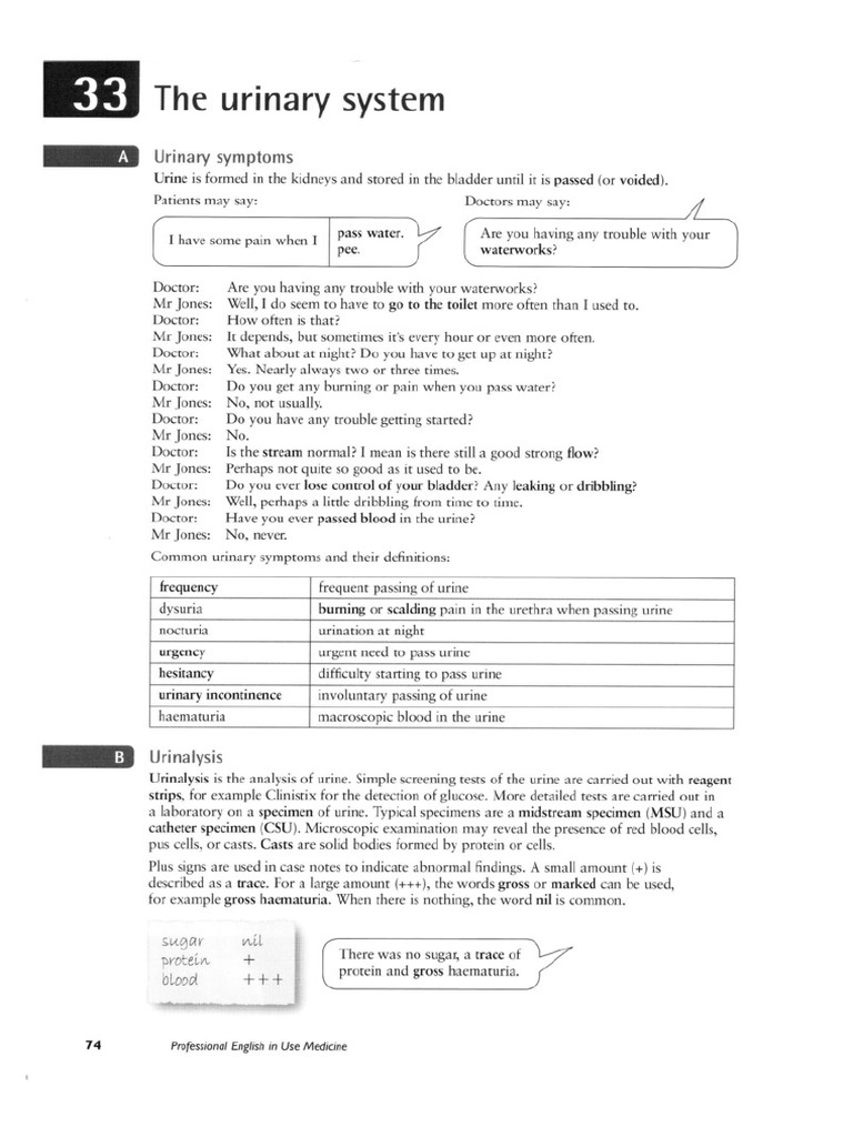 The Urinary System - Practice | PDF