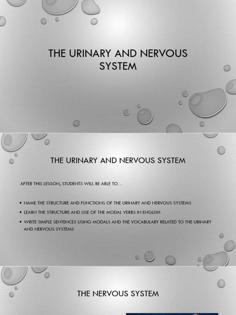 The Urinary and Nervous System | PDF | Nervous System | Central Nervous ...
