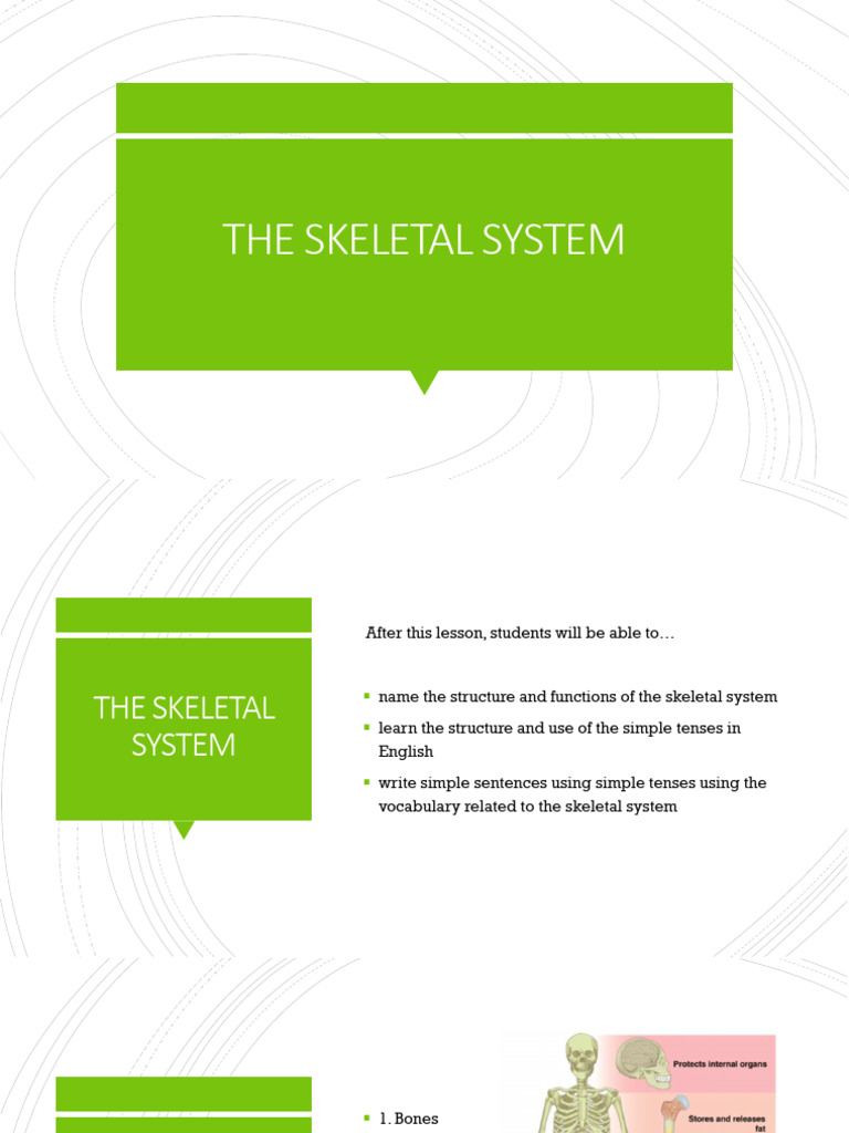 The Skeletal System | PDF | Bone | Skeleton