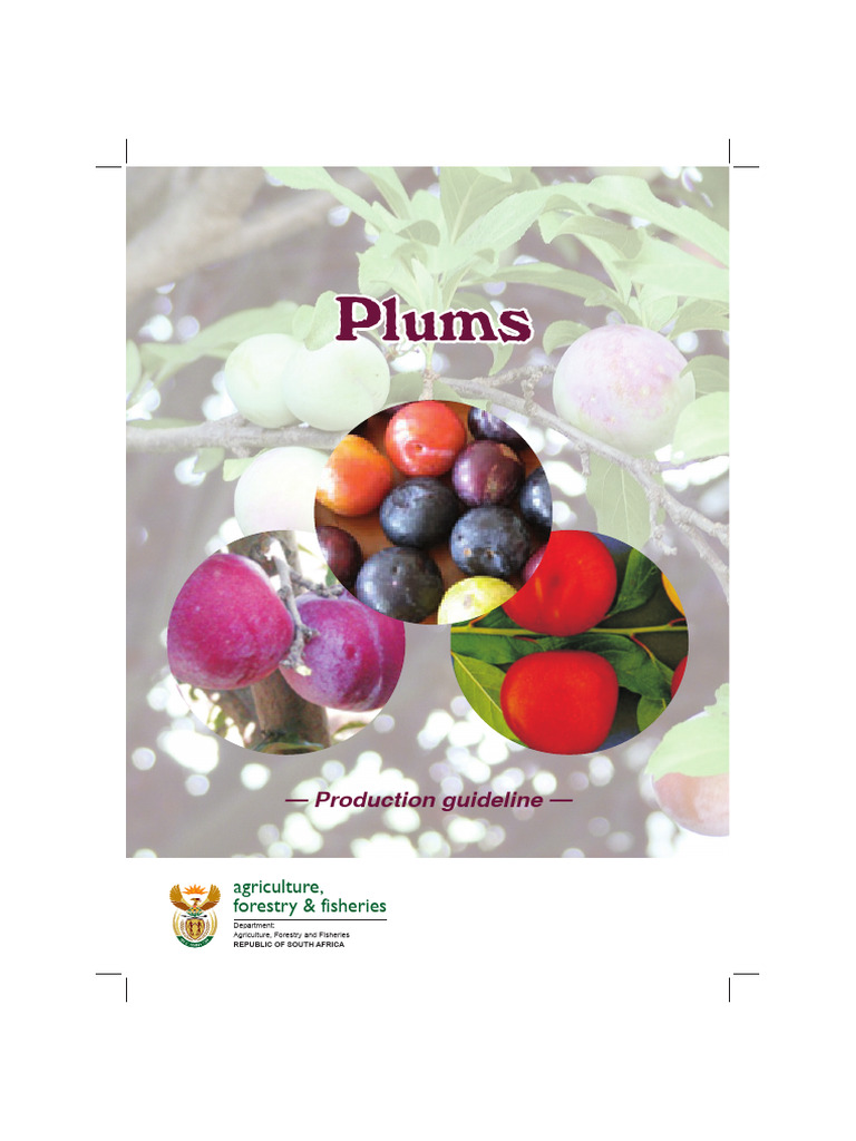 Production Guidelines For Plums SA Department of Agriculture Forestry and Fisheries | PDF ...