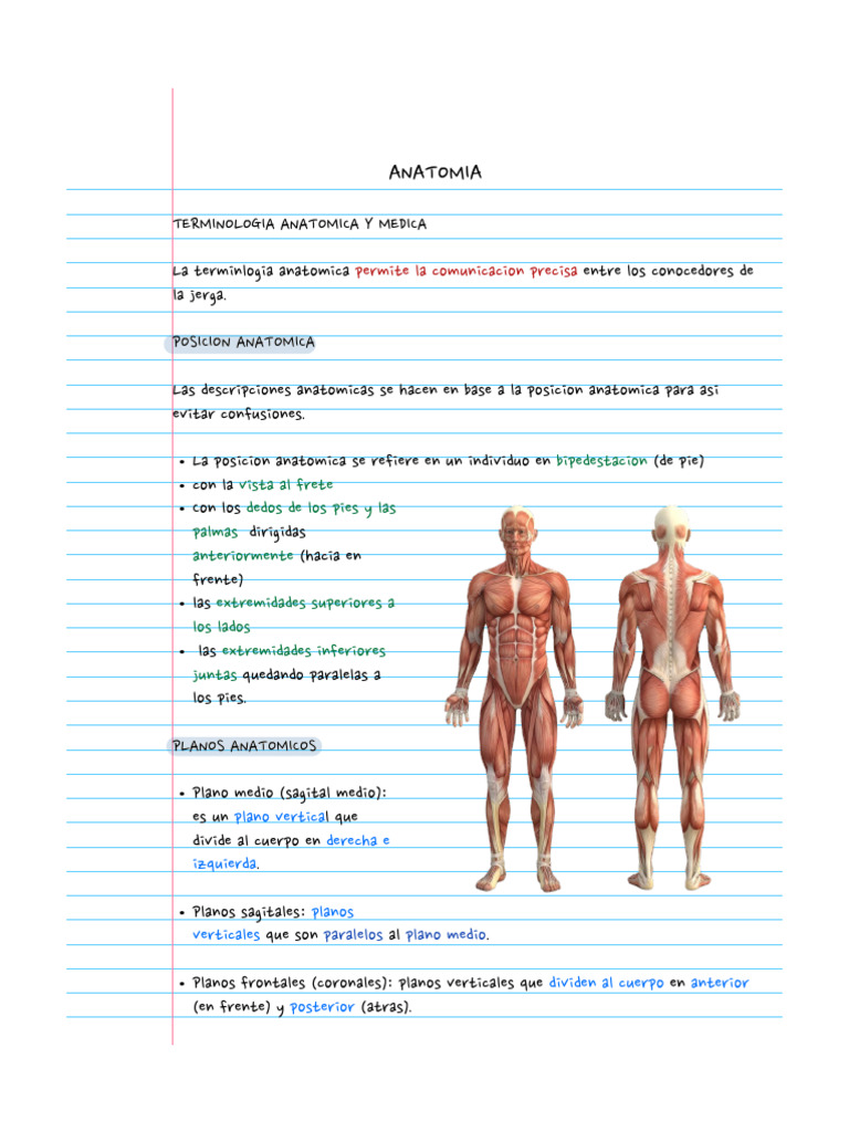 Guía de Terminología Anatómica | PDF | Términos anatómicos de ubicación ...