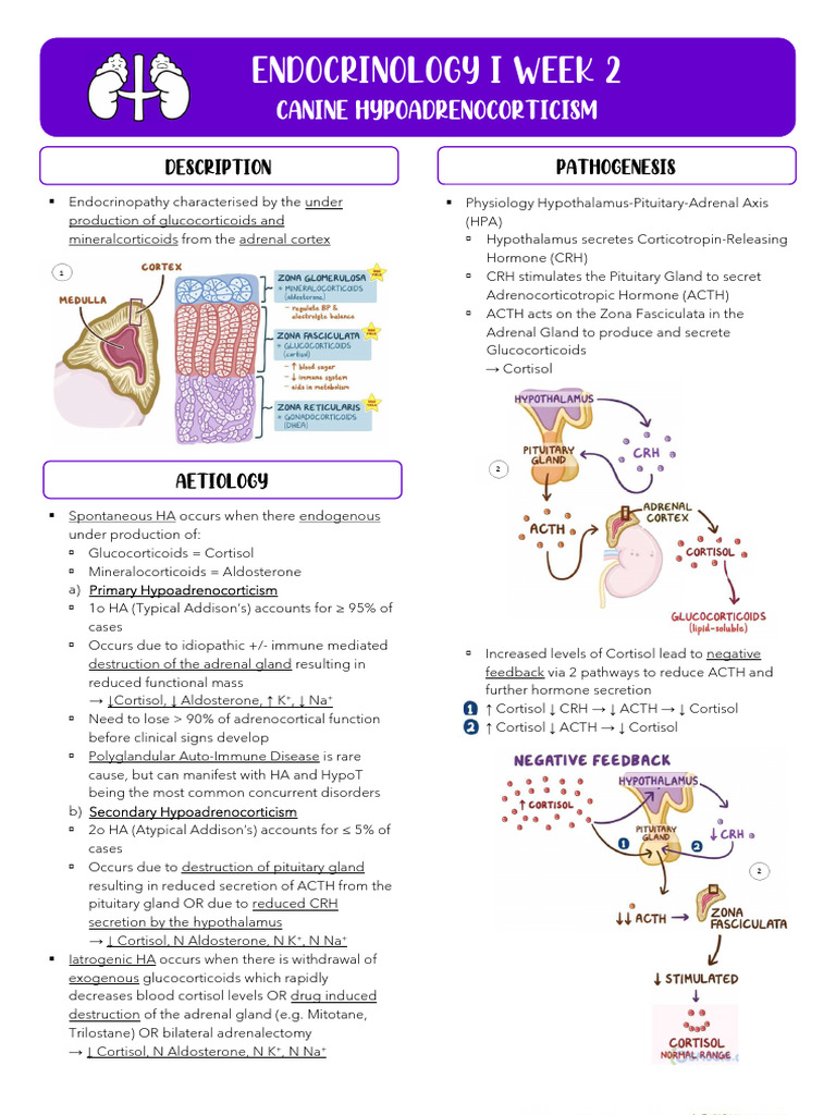 Canine Hypoadrenocorticism Overview | PDF | Angiotensin | Adrenal Gland