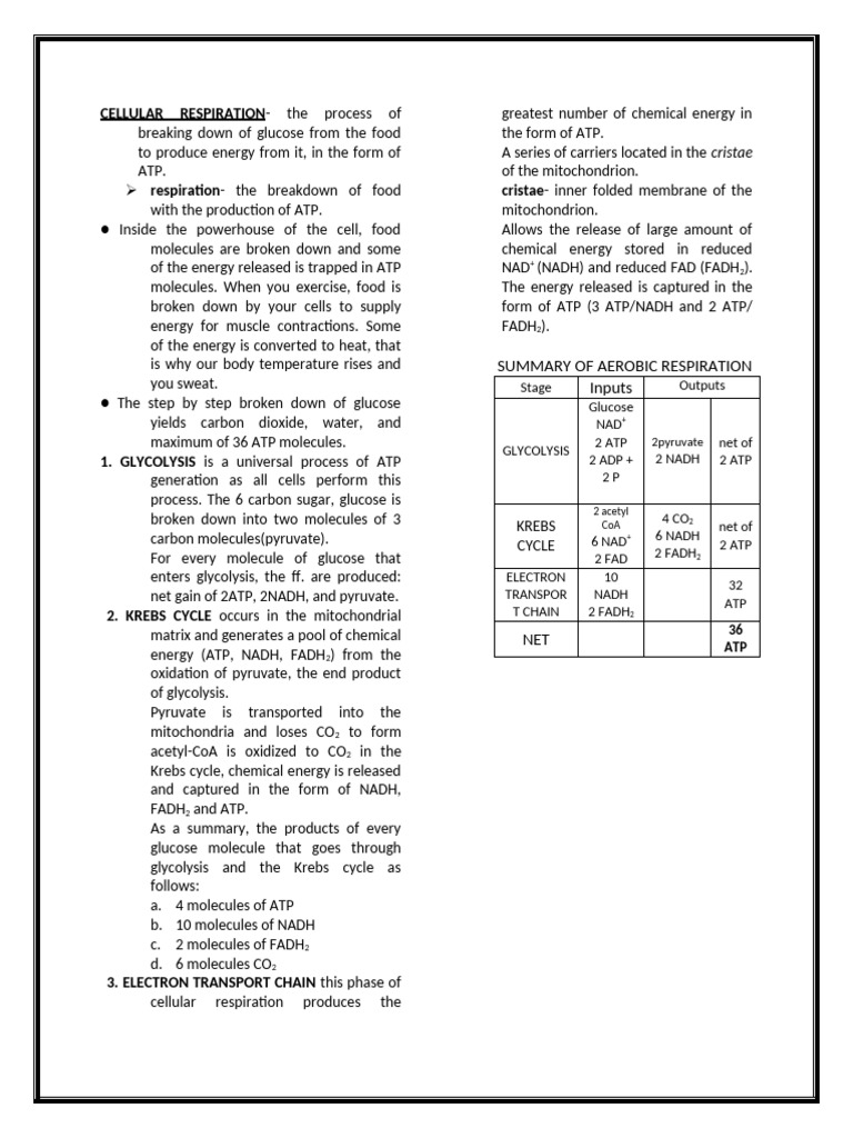 cellular-respiration_lesson | PDF | Cellular Respiration | Adenosine ...