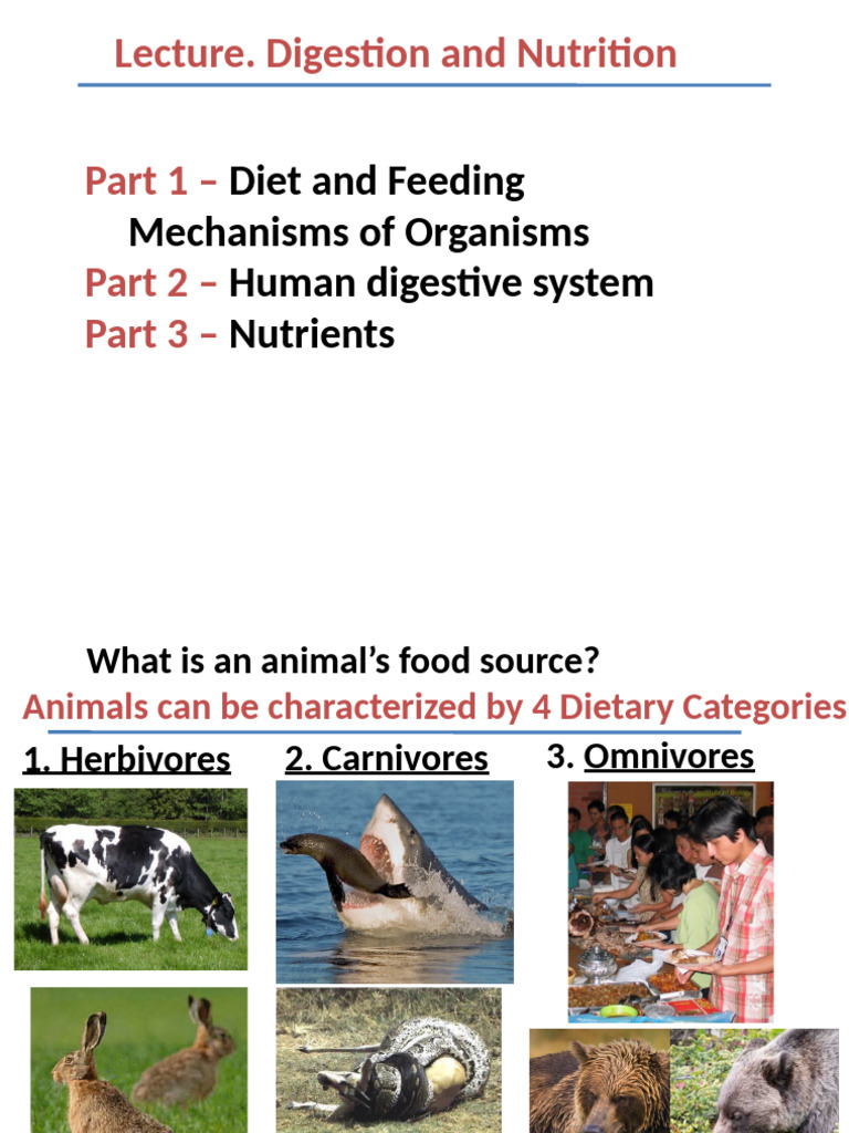 Lecture 2 Digestion Midyear X2 Student Version Pdf Digestion