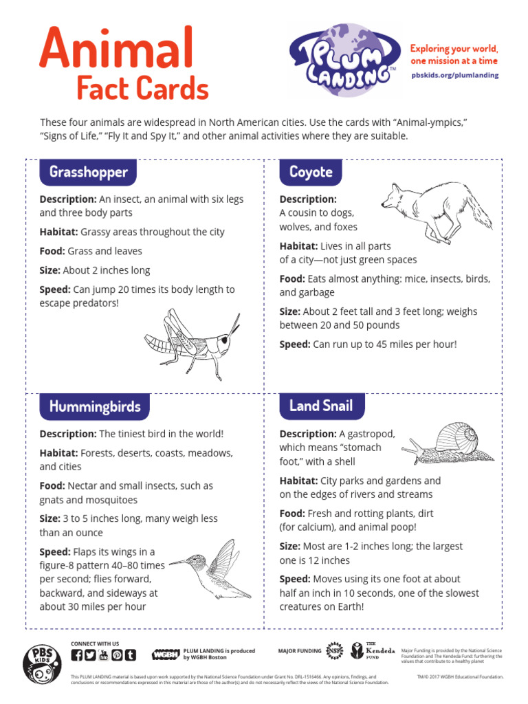 Urban Animal Fact Cards | PDF | Butterfly | White Tailed Deer