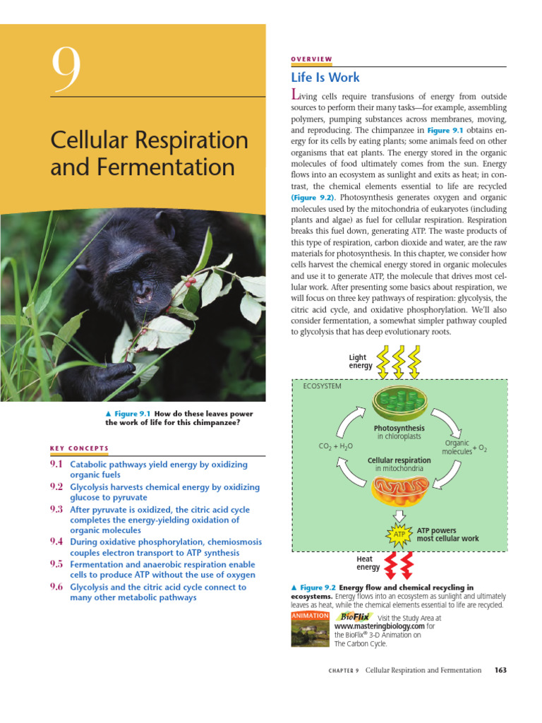 Chapter 9 - Cellular Respiration and Fermentation | PDF | Cellular Respiration | Glycolysis