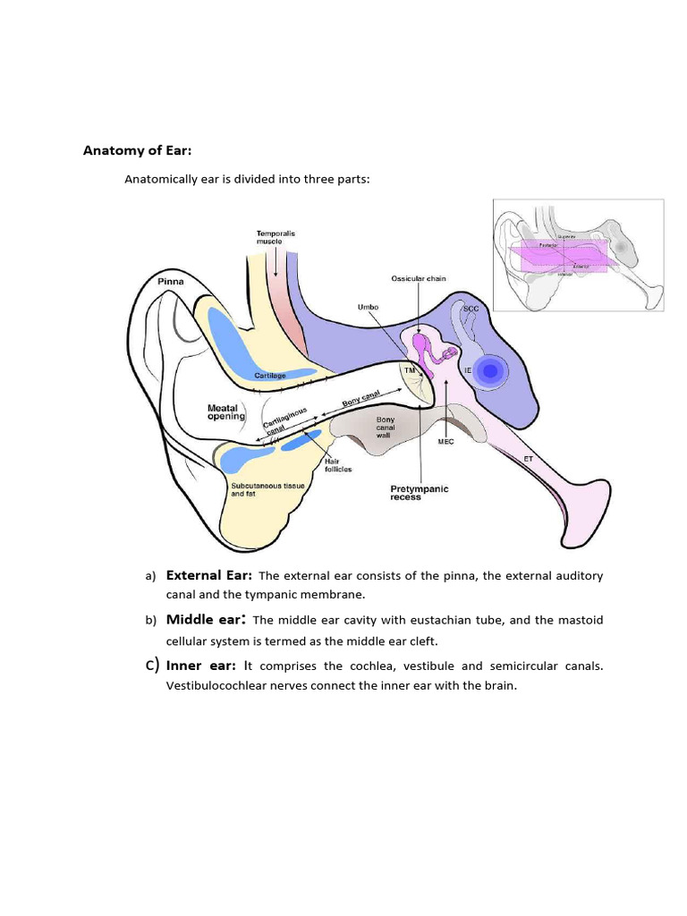 Anatomy and Physiology of the Ear | PDF | Ear | Hearing