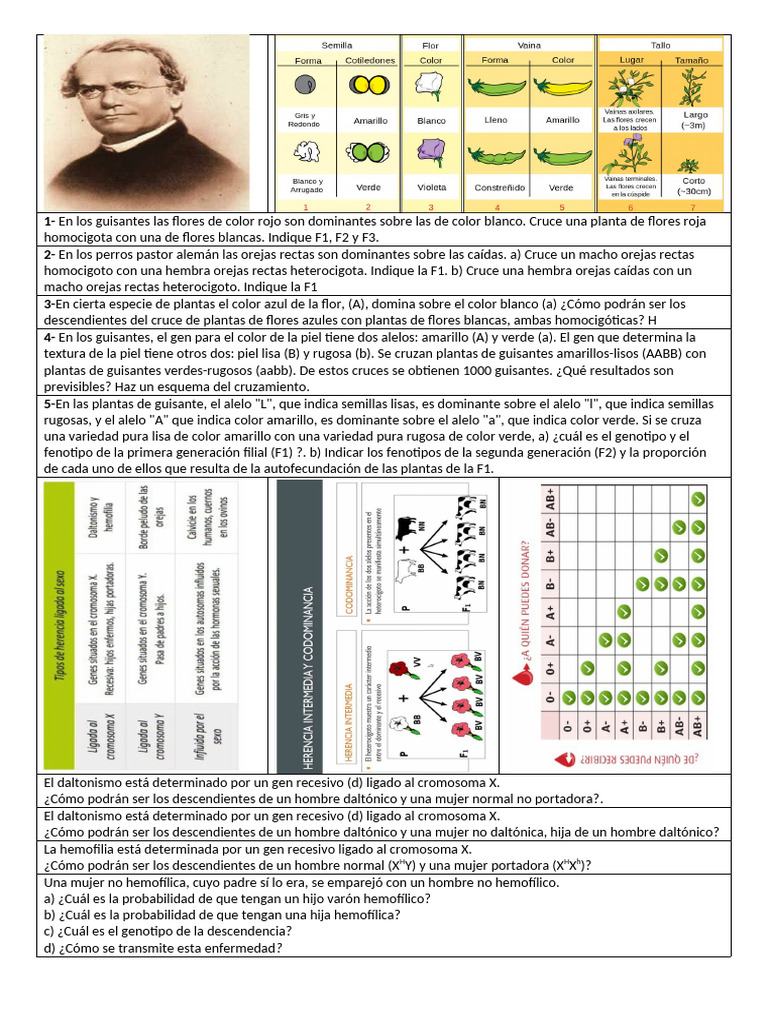 Genetica Mendeliana y Genetica Post Mendeliana 5to Sec 2 | PDF | Artes ...