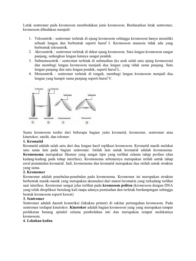 Letak Sentromer Pada Kromosom Membedakan Jenis Kromosom | PDF