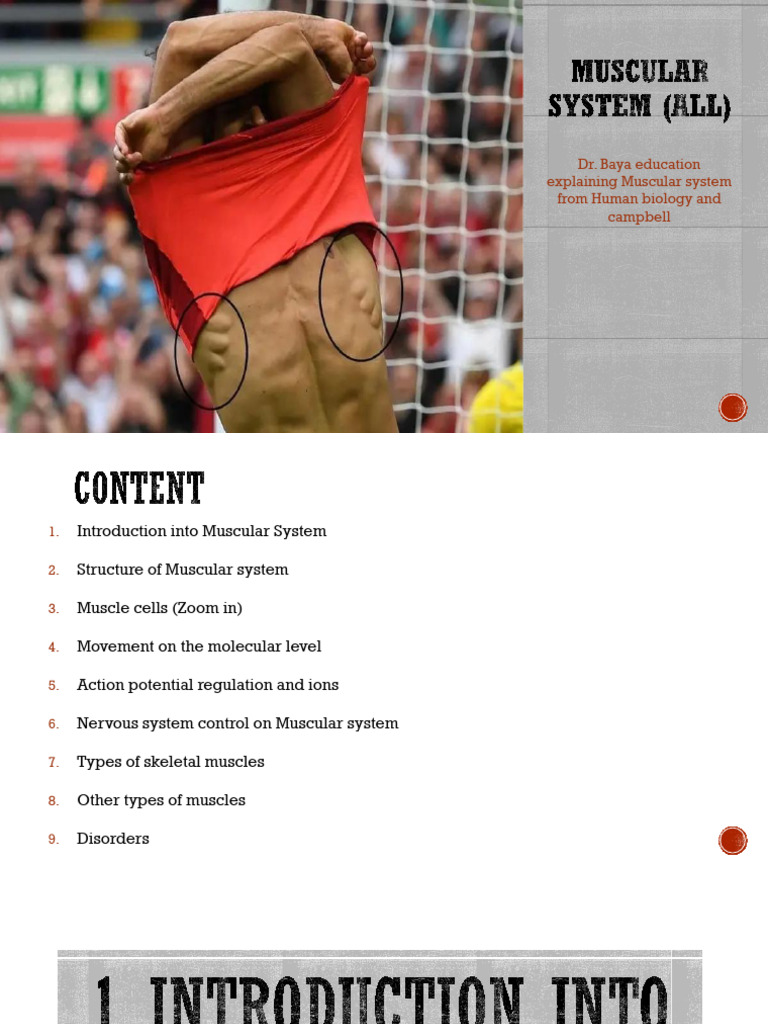 Muscular System Dr. Baya (Ch.50.5) | PDF | Muscle Contraction | Muscle