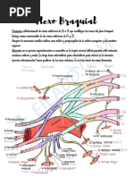 Nervio Mediano Anatomía, Origen, Ramos, Inervación Kenhub | PDF | Mano ...