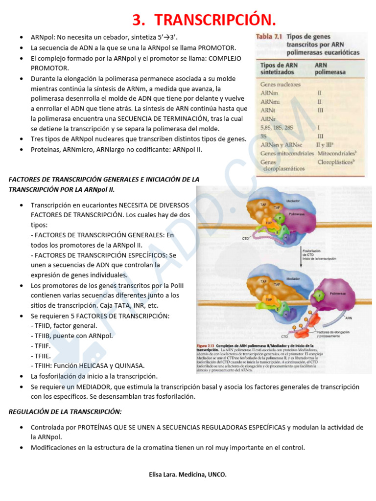 3 Transcripcion | PDF | Traducción (biología) | Rna Splicing