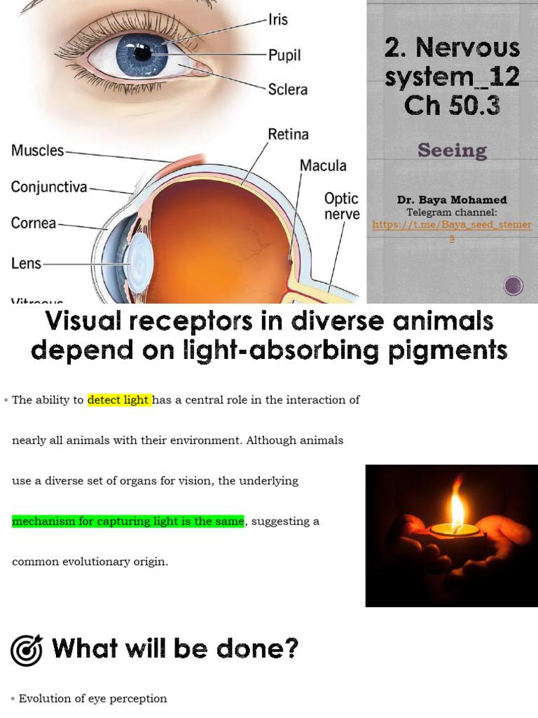 Nervous System - Part 12 Dr. Baya (Ch.50.3) | PDF | Retina | Eye
