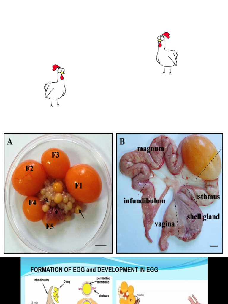 Egg Shell and Quality Assessment | PDF | Art