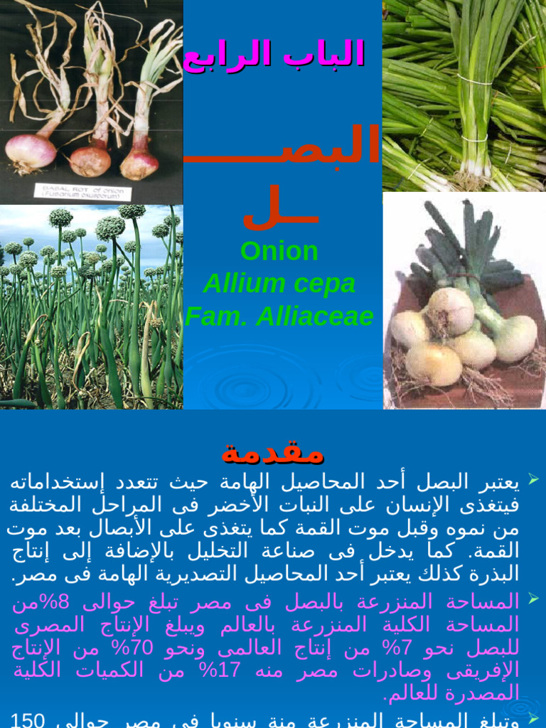 Allium Cepa Fam. Alliaceae: Onion | PDF