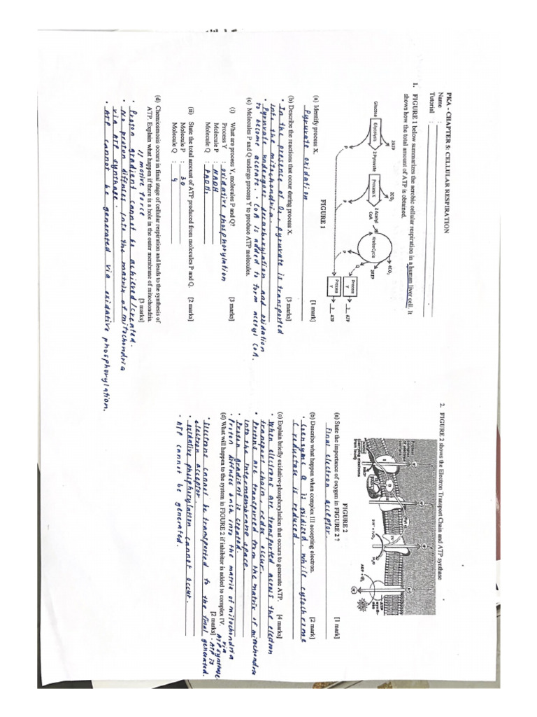 Pka - Chapter 5 Cellular Respiration | PDF