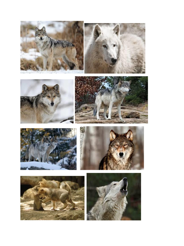 Imagen de Lobos | PDF