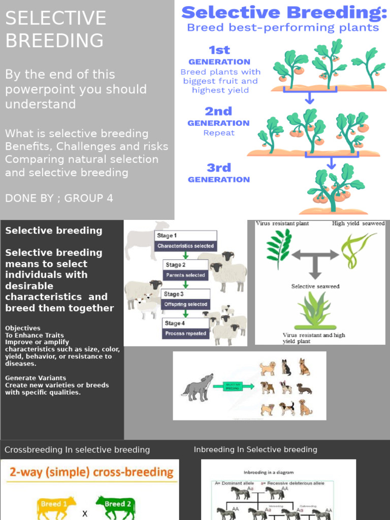 Untitled Presentation | PDF | Plant Breeding | Selective Breeding