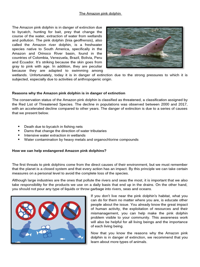 The Amazon Pink Dolphin | PDF | Amazon River | Dolphin