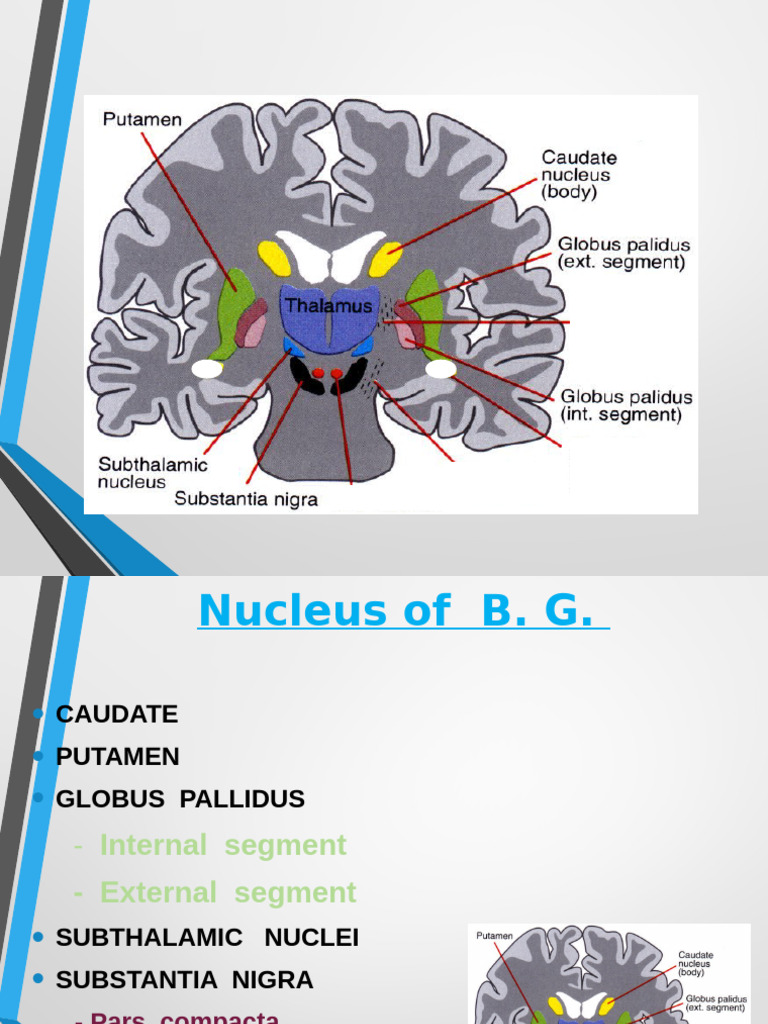 Basal Ganglia Final | PDF | Striatum | Basal Ganglia