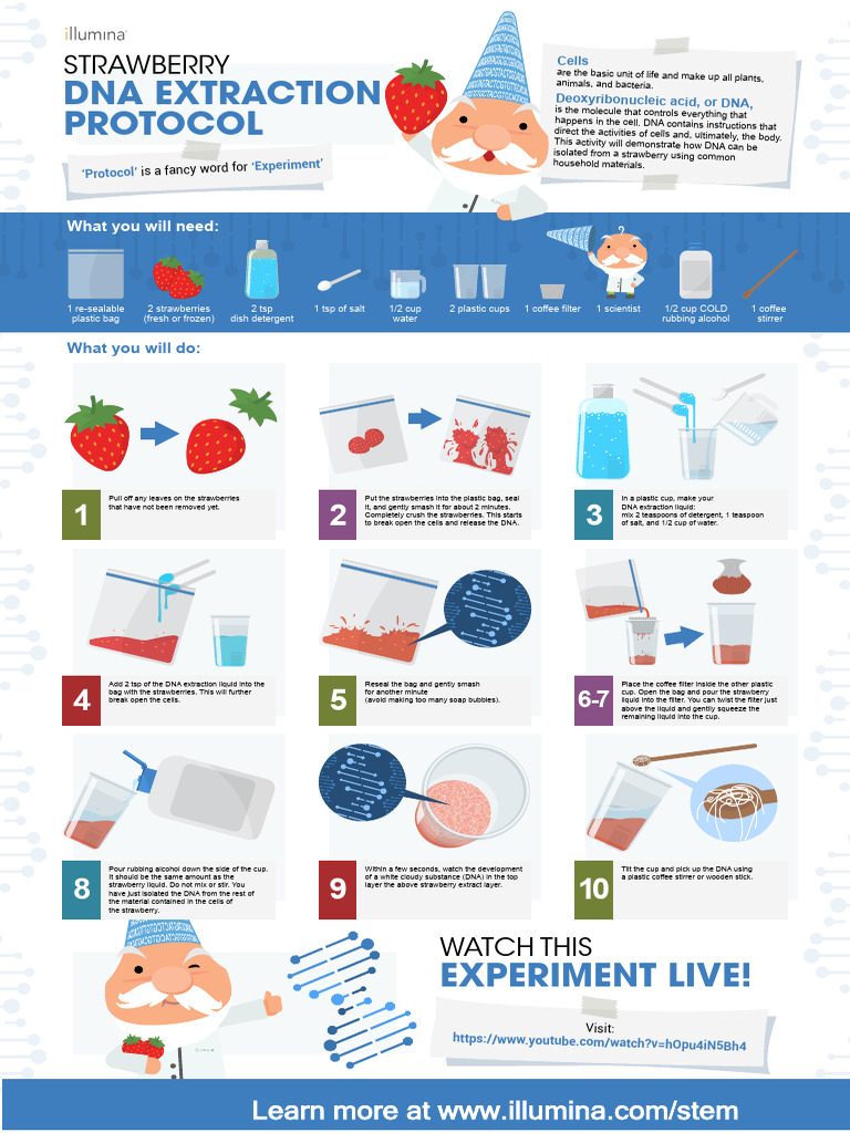 Strawberry Dna Extraction | PDF | Cell (Biology) | Dna