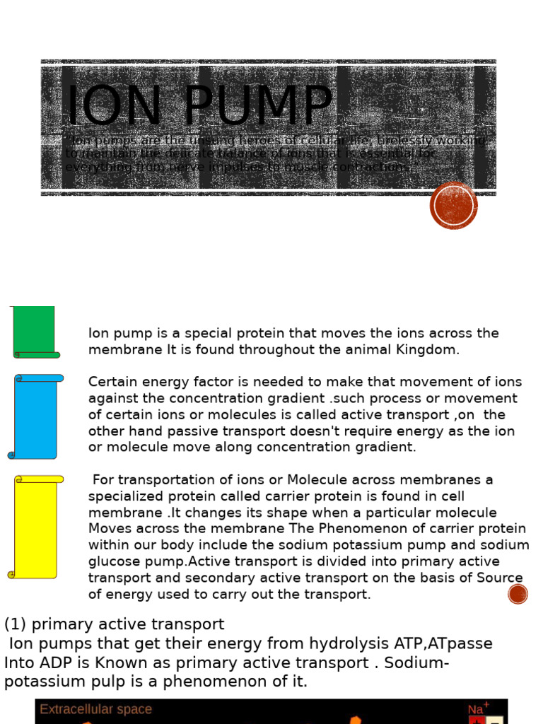 Ion Pumps: Active Transport Mechanisms | PDF | Biomolecules | Physiology