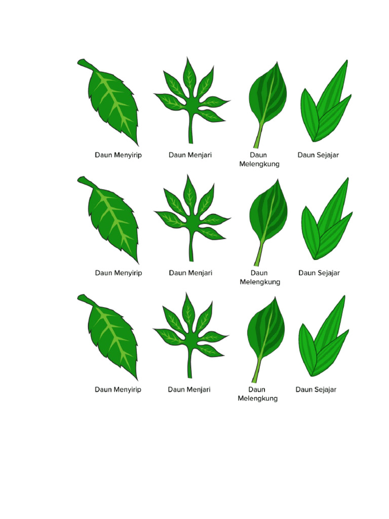 Macam Macam Daun | PDF