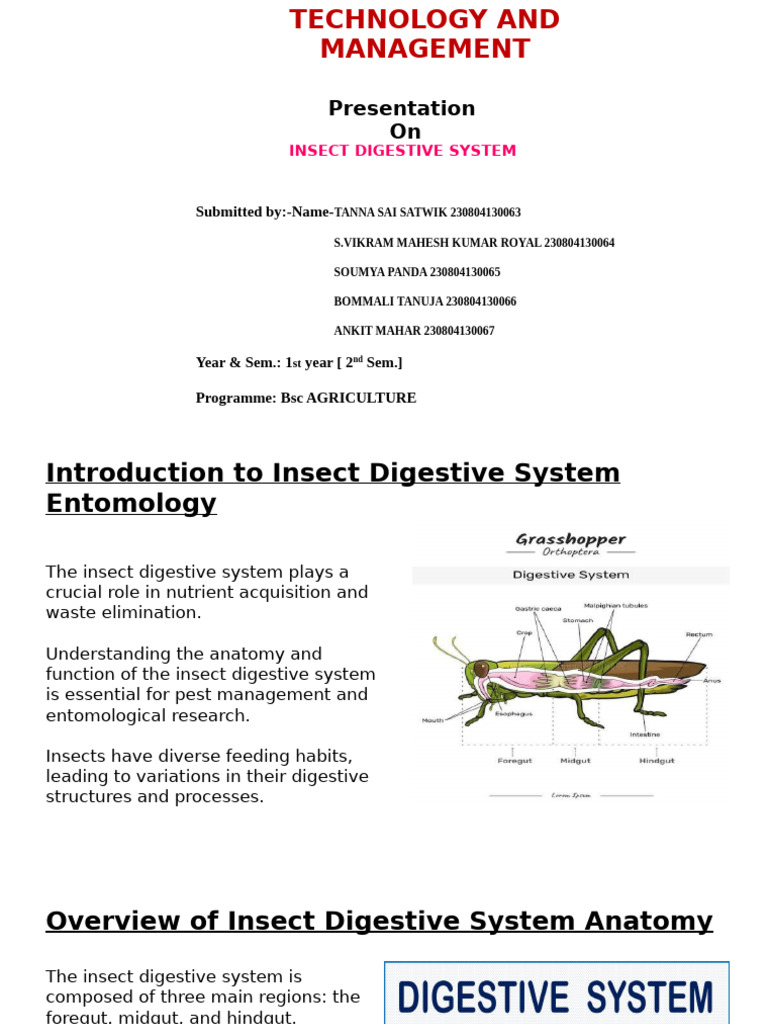 Insect Digestive System Entomology | PDF | Insects | Digestion